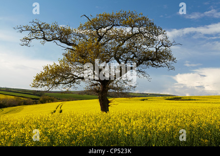 Lone tree amongst rapeseed crop Stock Photo - Alamy