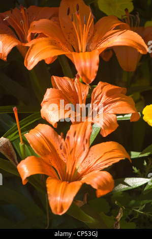 Close up three vibrant orange plums arranged light grey textured ...