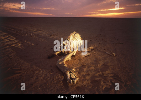 Egypt - Eastern Sahara. Carcass of a dead camel in the desert along the ...