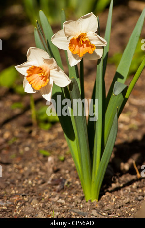 Bright Daffodils Bloom Under the Spring Sun in a Serene Garden Setting ...