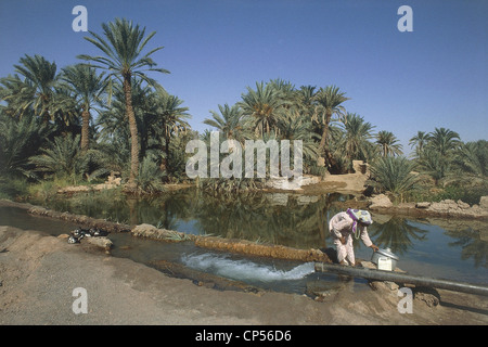 Egypt - Eastern Sahara - Oasis of Kharga. Irrigation canal in the ...