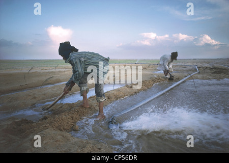 Egypt - Sahara Desert, irrigation in a field of land reclamation Stock ...