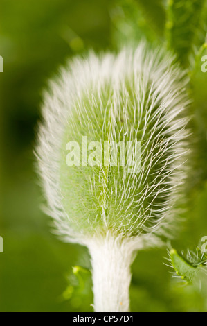 Vertical macro of soft, fuzzy green Salvia officinalis leaves with ...