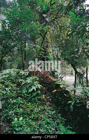 Mexico - Chiapas - Selva Lacandon, Mesoamerican rainforest Stock Photo ...