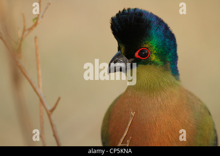 Purple-crested Turaco (Lourie) portrait Durban, Kwazulu-Natal; South ...