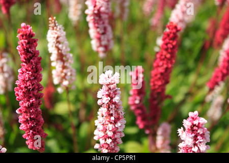 Bunch of English spring flowers Stock Photo - Alamy