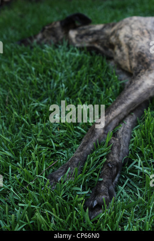 Greyhound laying in grass Stock Photo - Alamy
