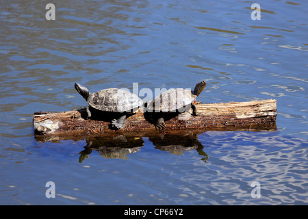Turtles on a log Long Island NY Stock Photo - Alamy