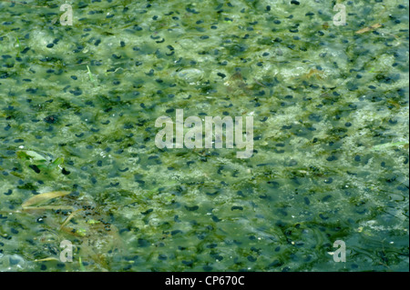 Frogspawn in a little pond, end of April Stock Photo - Alamy
