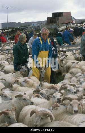 Iceland - Sudur-Thingeyjarsysla - Lake Myvatn (lake of midges ...