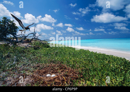Venezuela South America Las Aves Archipelago Islands Islas de Aves ...
