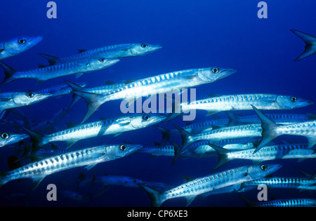Great Barracuda, underwater in the Sudanese Red Sea. Amazing underwater ...