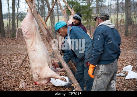 Hog butchering process Stock Photo - Alamy