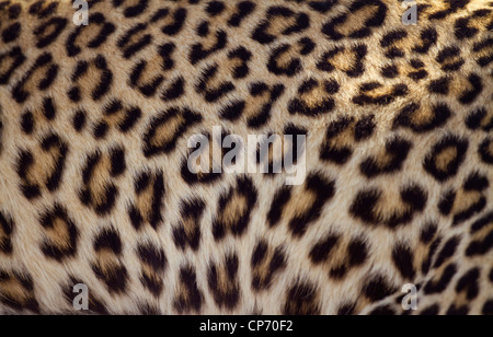 Close-up of leopard skin Stock Photo - Alamy