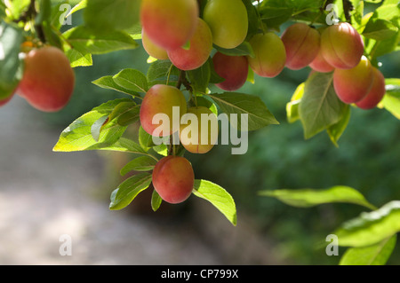 red leaf plum tree and its fruit on the branch. prunus cerasifera ...