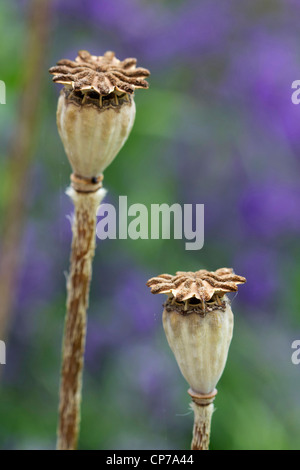 Oriental poppy (Papaver orientale), flower with stamens and pistil ...
