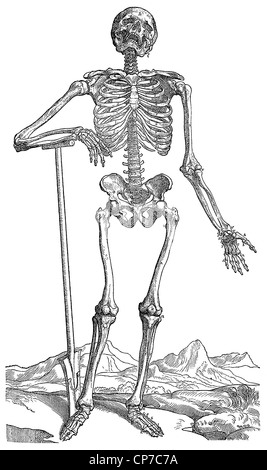 Human skeleton standing anatomy, engraving XIX century Stock Photo - Alamy
