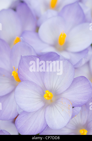 Autumn Crocus in full bloom. Colchicum parnassicum Stock Photo - Alamy