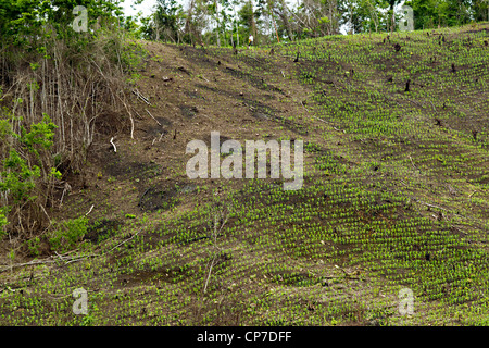 Slash and burn cultivation in Western Ecuador, steep slope cleared and ...