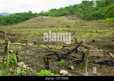 Slash and burn cultivation, rainforest cut and burned to plant crops in ...