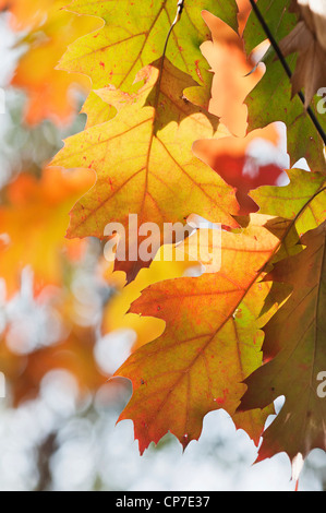 One orange Quercus rubra oak leaf isolated on white background ...