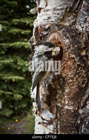 Black capped Chickadee at Nest with Food - Vertical Stock Photo - Alamy