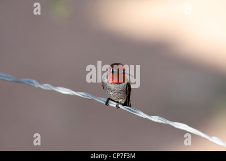 Male Annas Hummingbird (Calypte anna) feeding on a pink Salmonberry ...