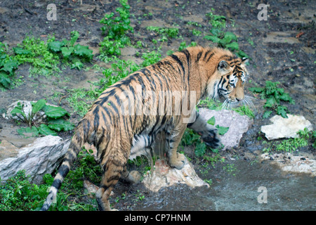 Siberian Tiger Tail Stock Photo - Alamy