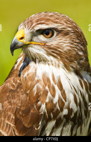 Side view of a ferruginous hawk bird flying away from tree trunk ...
