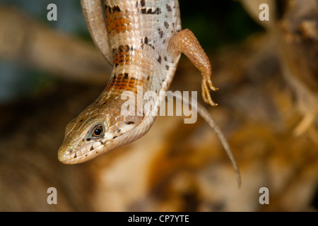 Madrean Alligator Lizard (Elgaria kingii Stock Photo - Alamy