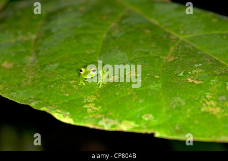 Glass Frog (Cochranella midas), Tiputini Rainforest, Yasuni National ...
