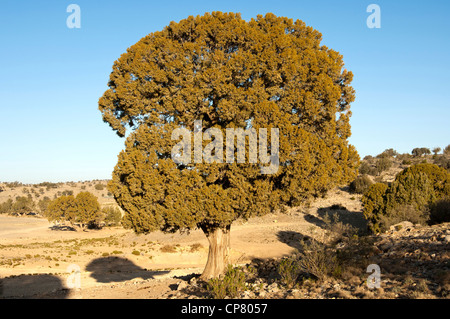 Persian Juniper (Juniperus excelsa subsp. Polycarpos), Jebel Akhdar ...