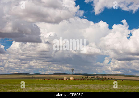 Cattle station near Yatina north of the Clare Valley South Australia ...