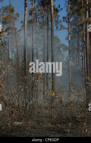 ashes,cinders of fire burned dry leaves on floor. monochromatic Stock ...