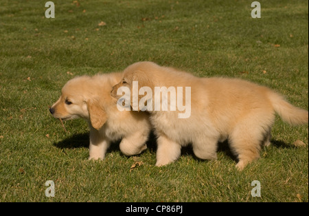 Two dogs chasing each other in shallow water, playing chase during a ...