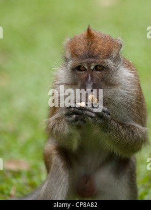 a small macaque monkey in penang malaysia Stock Photo - Alamy