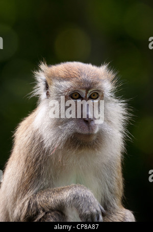 a small macaque monkey in penang malaysia Stock Photo - Alamy