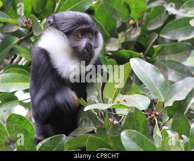 L'Hoest's Monkey (Cercopithecus lhoesti) aka Mountain Monkey, at ...