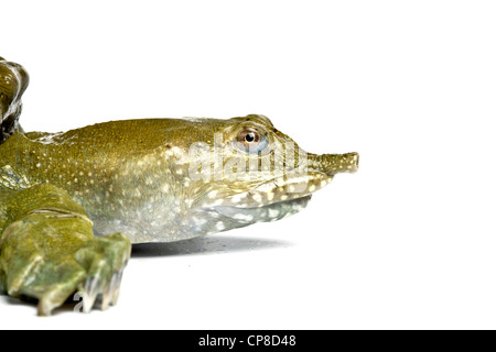 Chinese soft-shelled turtle Stock Photo - Alamy