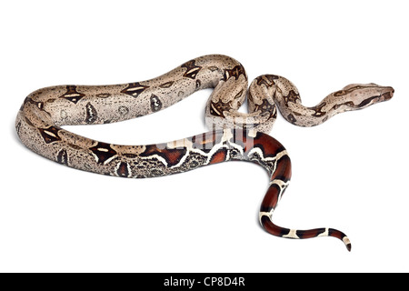 Common Boa Snake, Boa constrictor, South America, captive, controlled ...