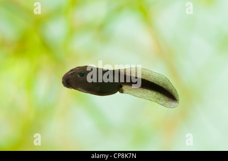 A common toad (Bufo bufo) tadpole swimming in front of pond weed Stock ...