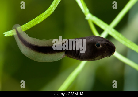 A common toad (Bufo bufo) tadpole swimming in front of pond weed ...