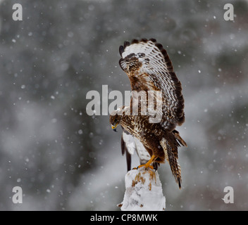 Common buzzard landing on snow next to dead prey in winter Stock Photo ...