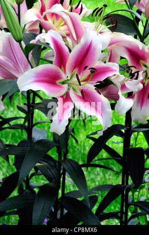 Hybrid lily, Lilium, Candy Club Stock Photo - Alamy