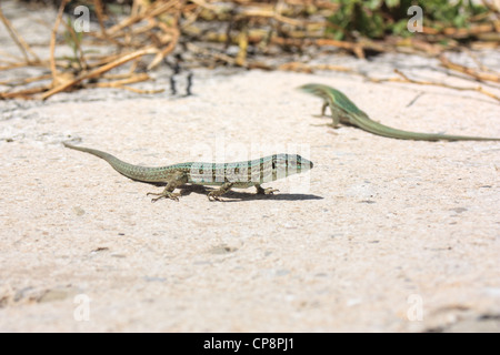 Ibiza Wall Lizard (Podarcis pityusensis Stock Photo - Alamy