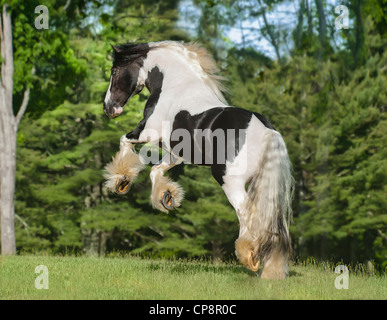 Rearing Gypsy Vanner Horse stallion Stock Photo: 13626825 - Alamy