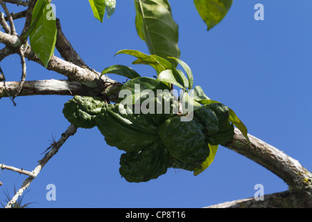 Kola nut or kola tree, Cola acuminata. Chromolithograph after a Stock ...