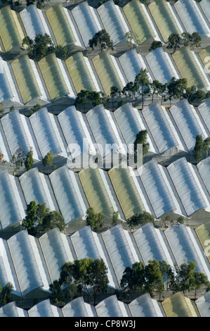 Greenhouses, horticulture production for export to Europe, aerial view ...
