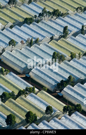 Greenhouses, horticulture production for export to Europe, aerial view ...