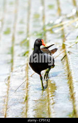Scenes of birds in their natural environment Stock Photo - Alamy